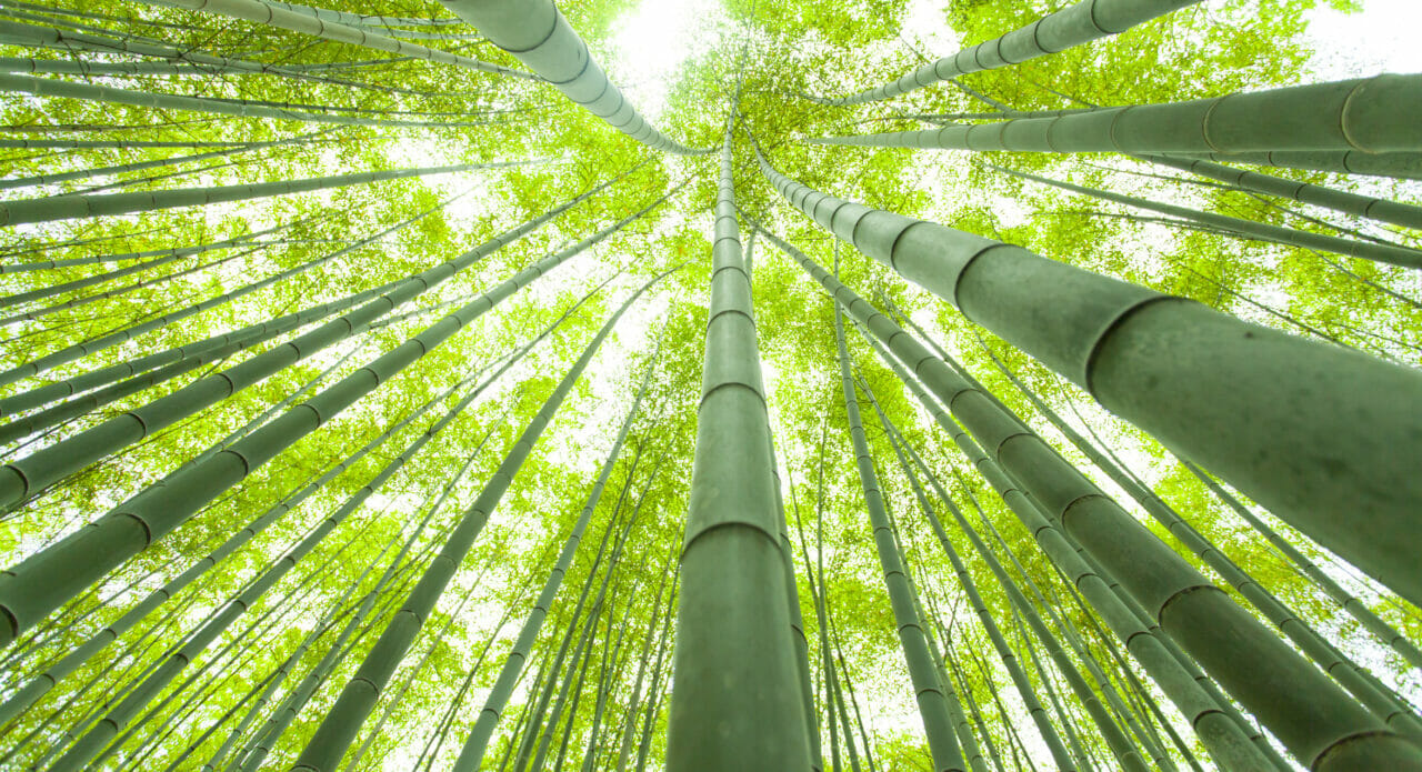 Unveiling the Fascinating Story of Chinese Bamboo