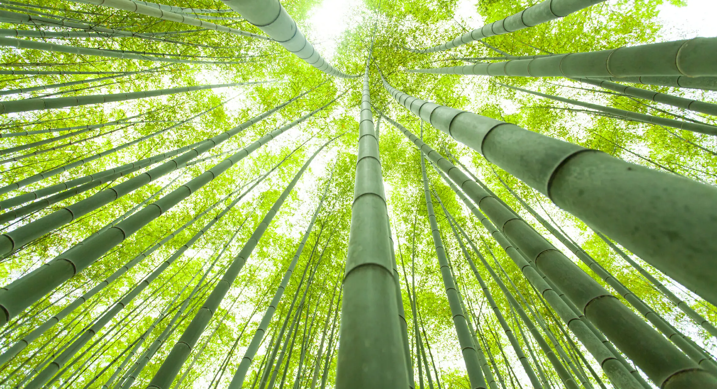 Chinese Bamboo Tree Seed